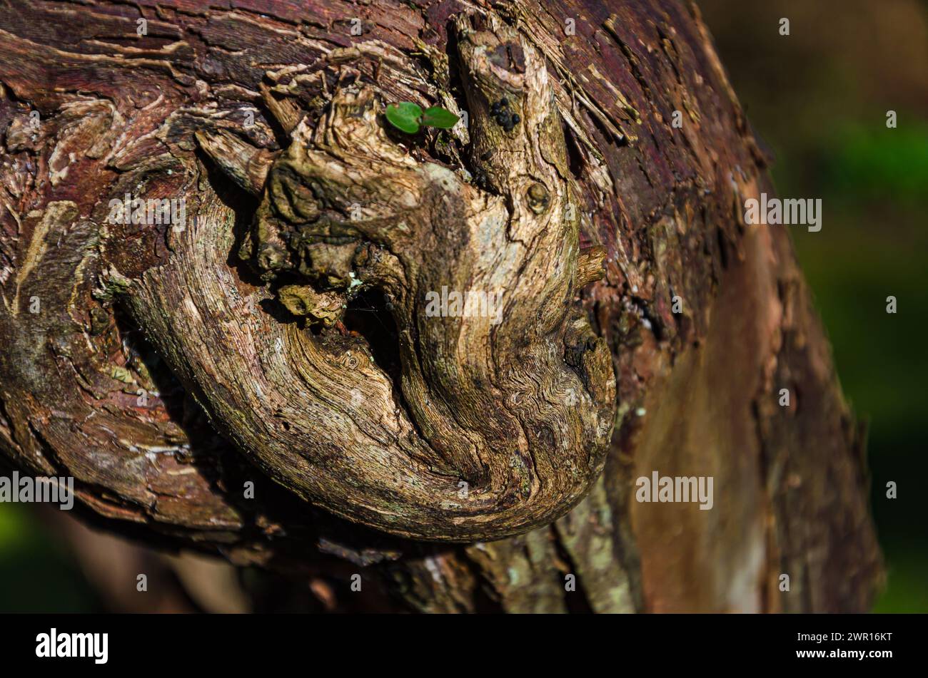 Gnarled surface hi-res stock photography and images - Alamy