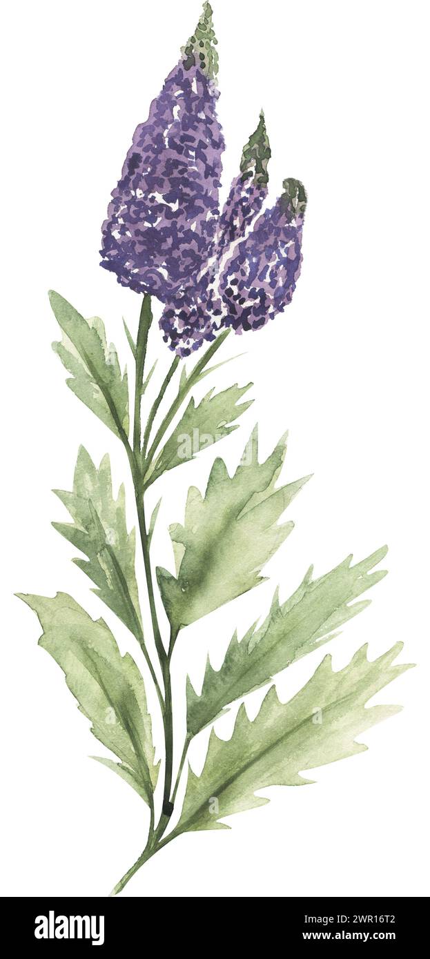 Watercolor veronica flower illustration, wildflower clipart, meadow ...