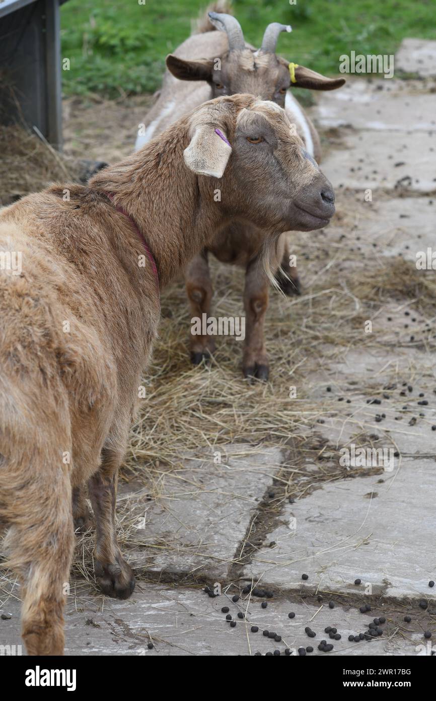 Meet and greet goats hi-res stock photography and images - Alamy