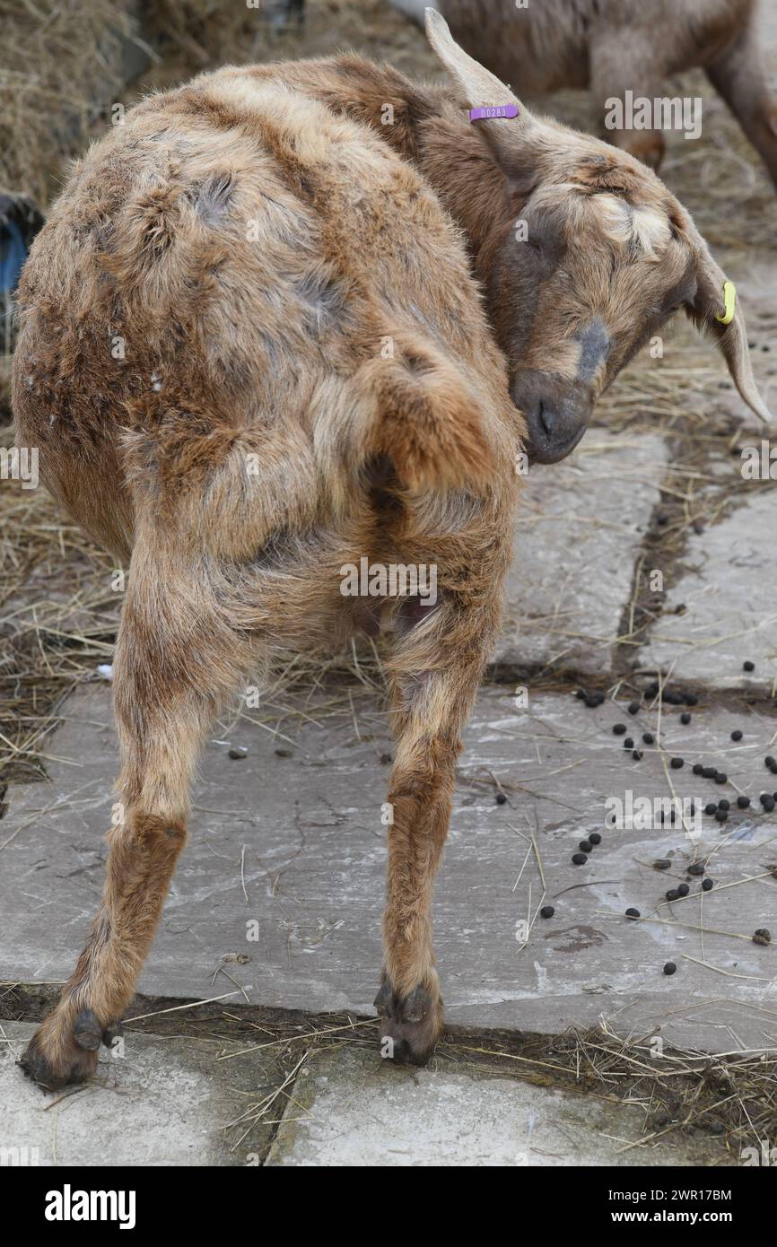 Introducing kids to farm animals hi-res stock photography and images ...