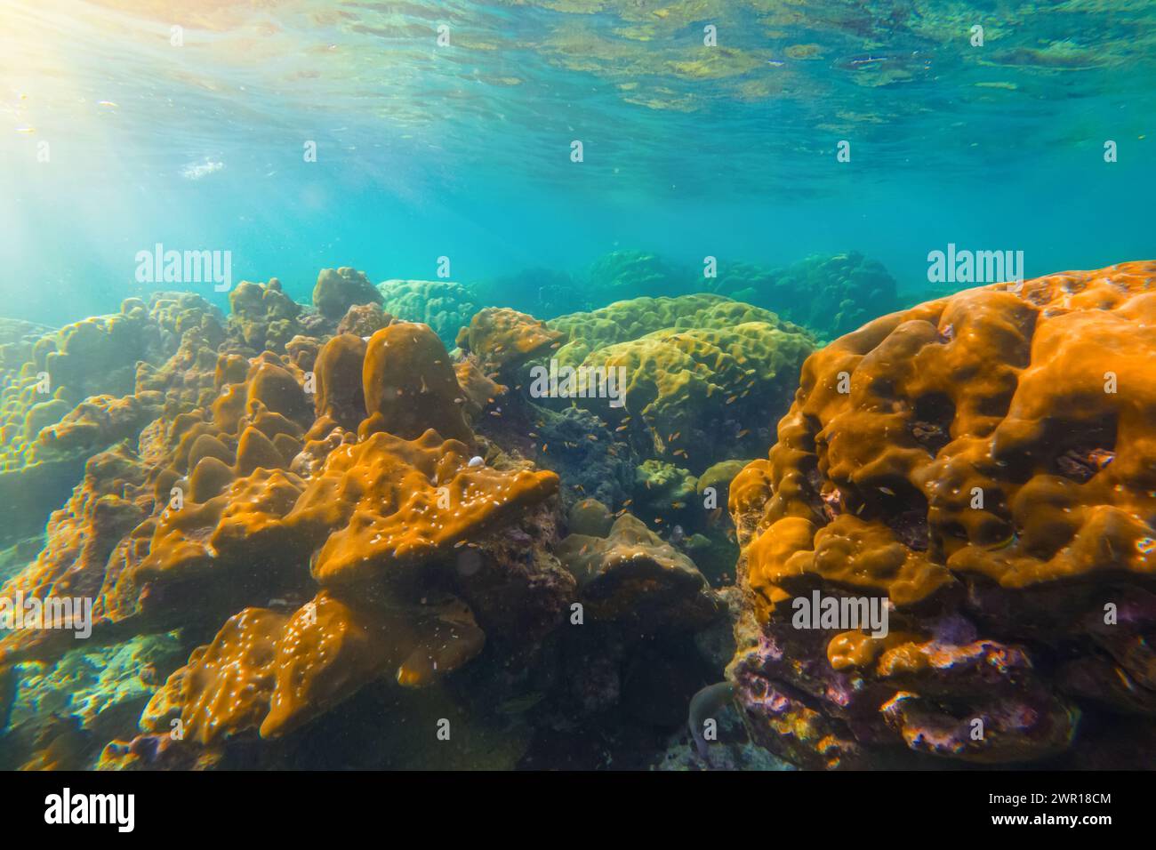 Tropical jungle Island And Coral Reef Split View With Waterline Stock ...