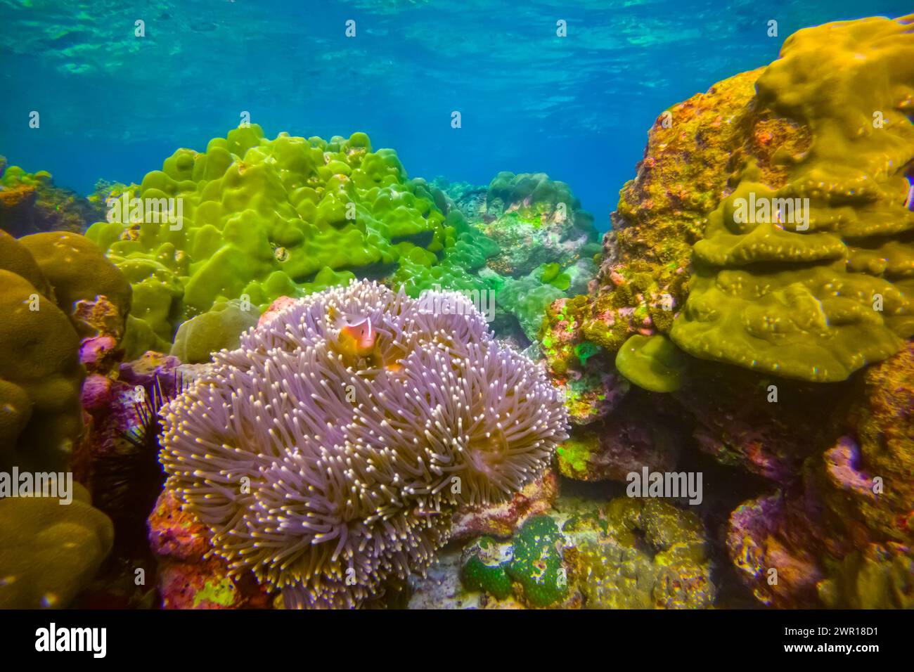 Clown fish Amphiprion ocellaris swim black fish in polyps poisonous ...