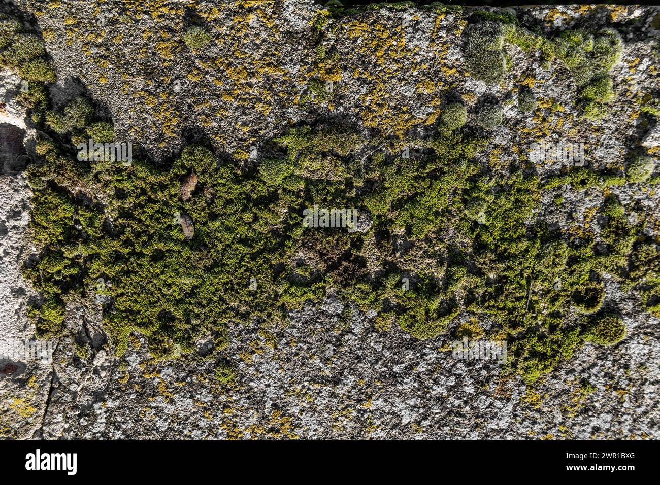 A rough stone surface with sprouts of green moss and lots of relief ...