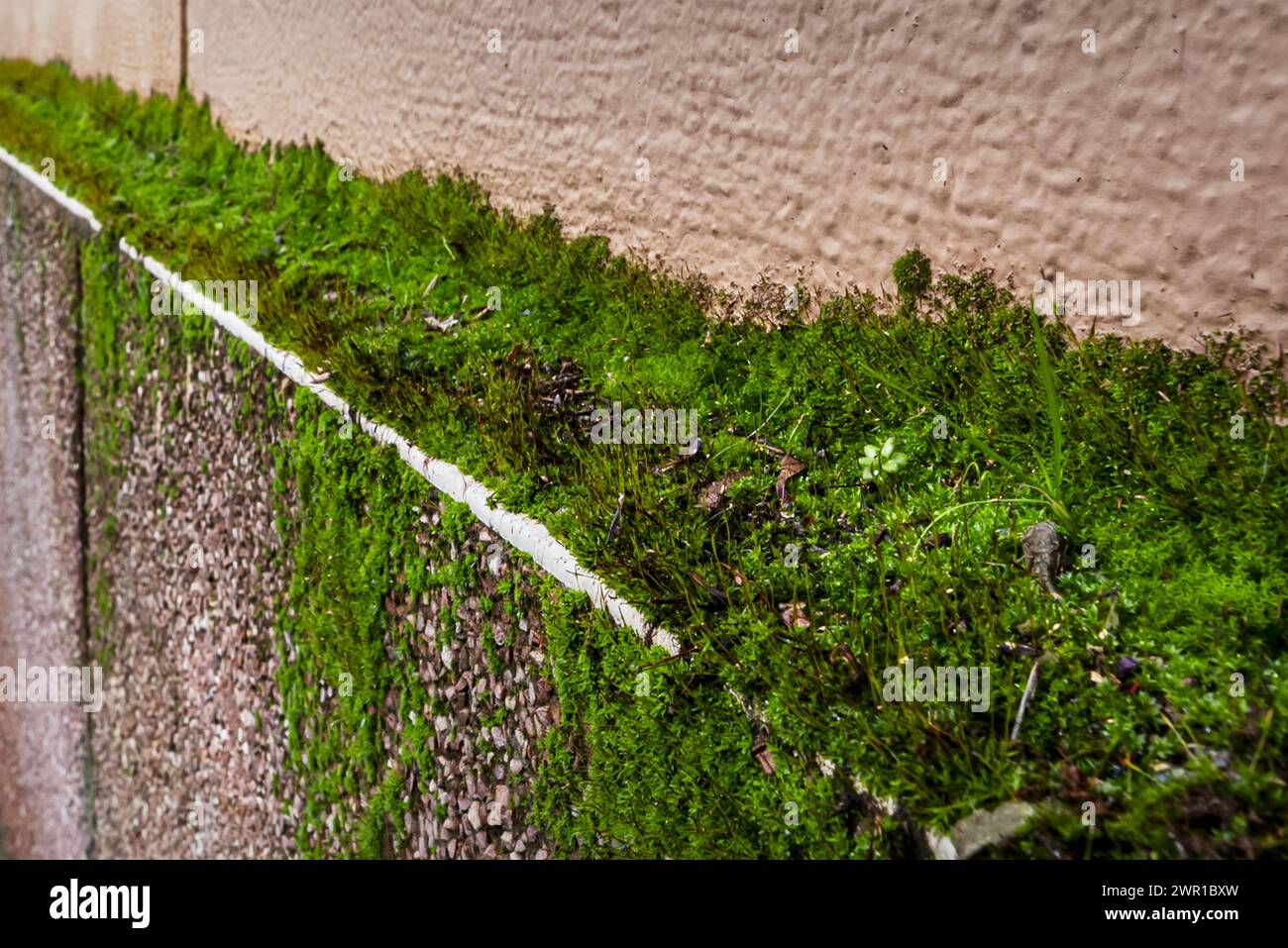 Vegetative structures hi-res stock photography and images - Alamy