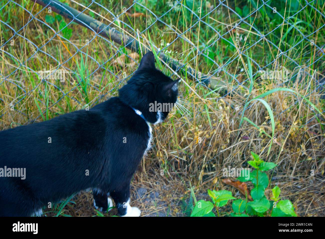 Adult cat on nature hi-res stock photography and images - Alamy