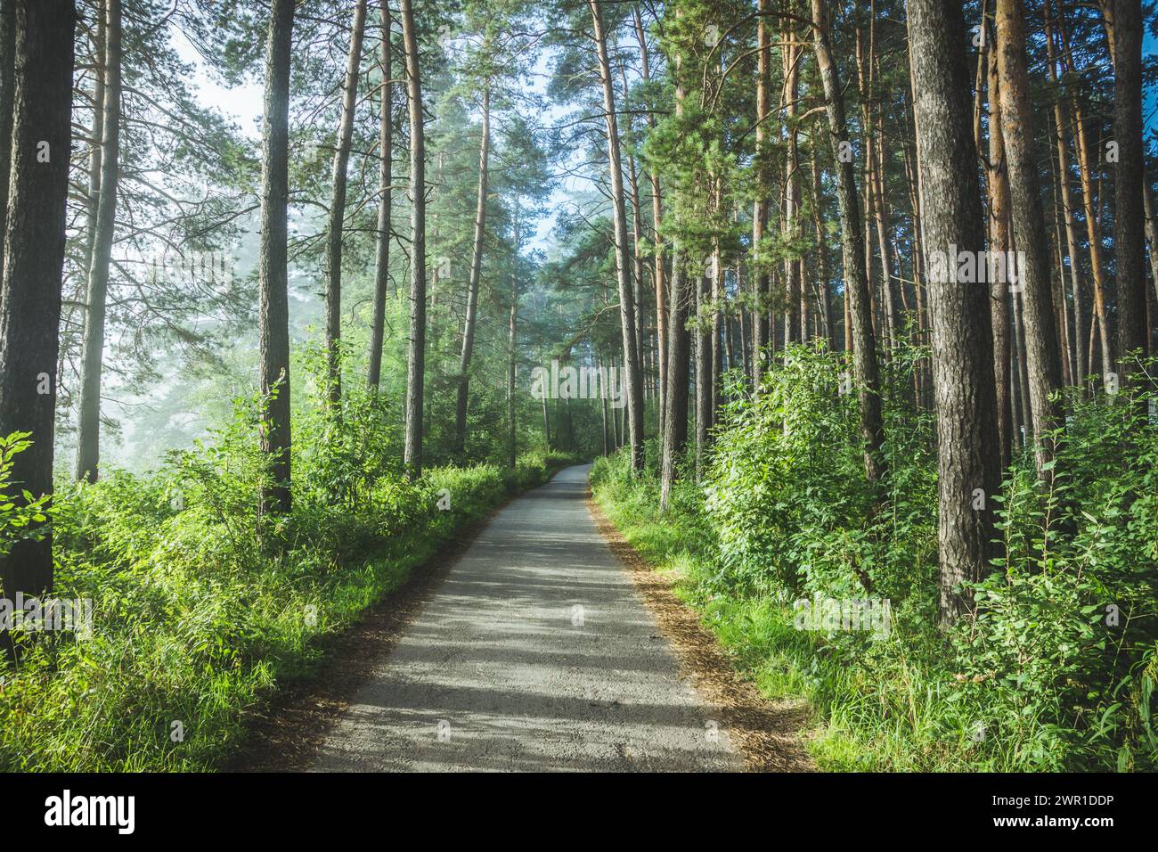 Pathway through beautiful summer forest with different trees. Summer ...