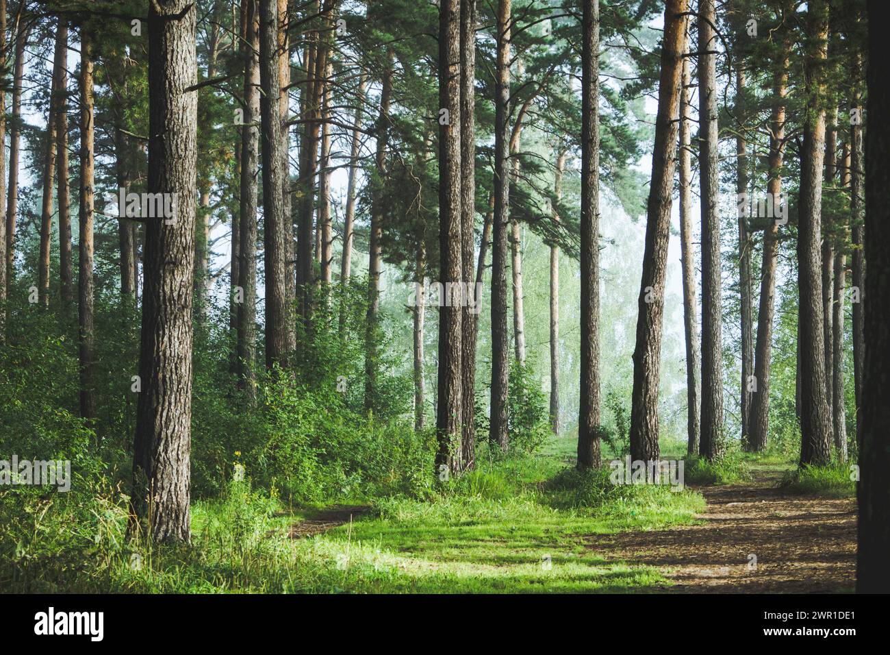 Pathway through beautiful summer forest with different trees. Summer ...