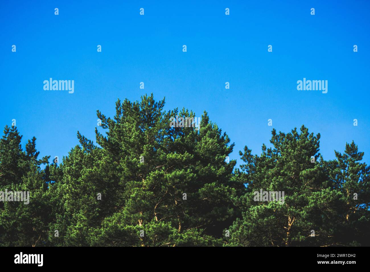 Beautiful summer forest with different trees Stock Photo - Alamy