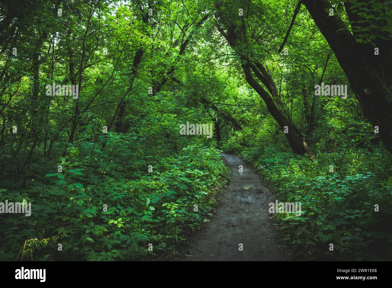 Beautiful view pathway forest hi-res stock photography and images - Alamy