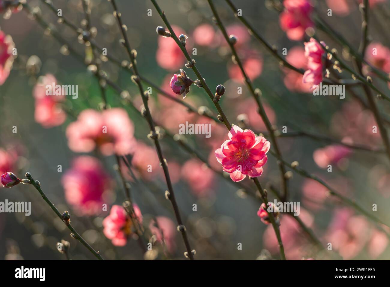 Colourful blossoms bloom in Nhat Tan flower village before Tet Fesival, Vietnam Lunar Year. Nhat ...