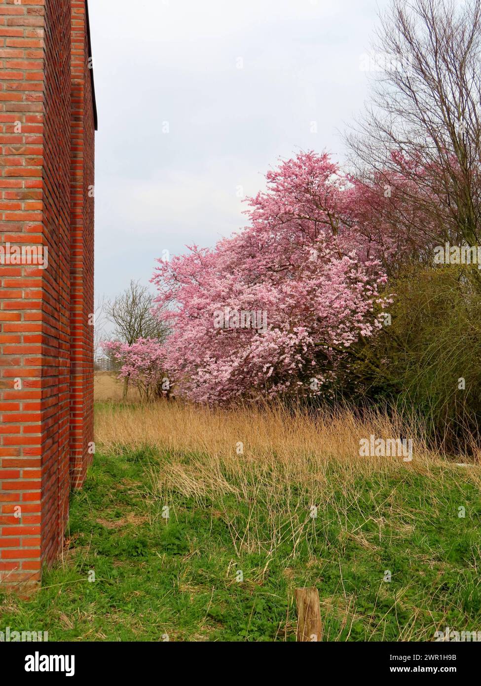 Karmin color hi-res stock photography and images - Alamy