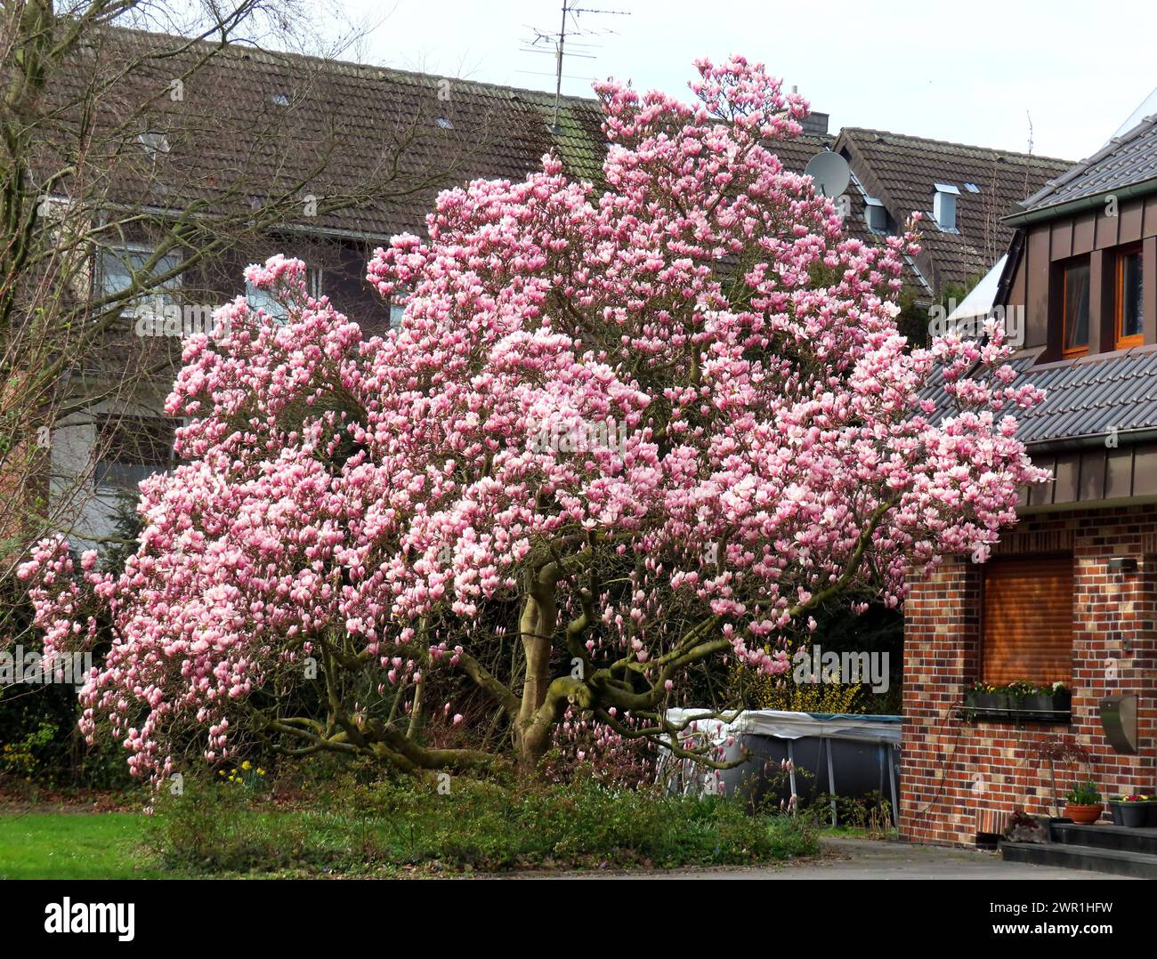 Ein prachtvoller Magnolienbaum Magnolienbaum im Fruehling *** A ...