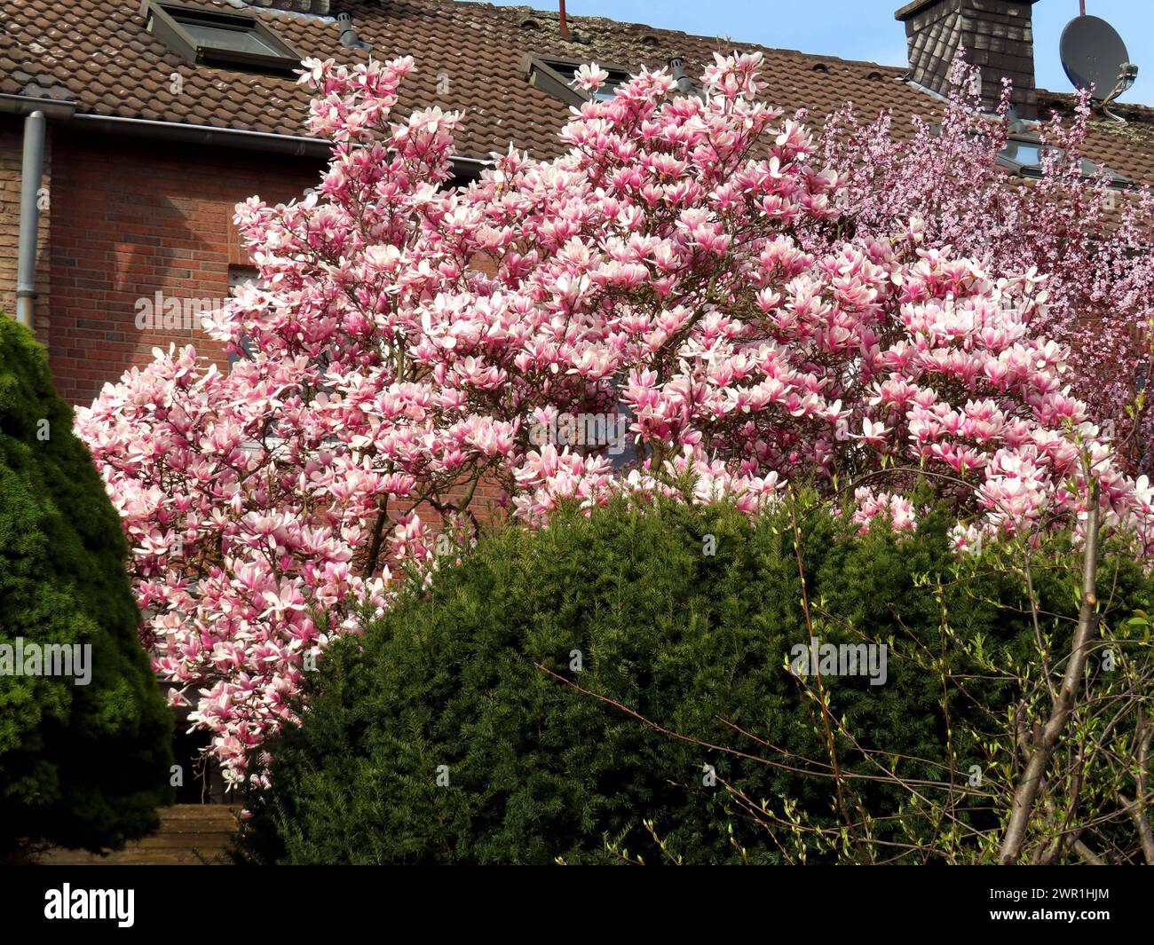 Welch eine Farbsynfonie in Rosa und Rosarot Magnolienbaum und ...
