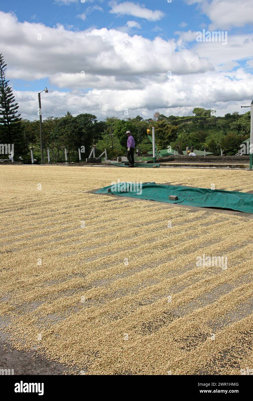 Coffee bean air drying area, Doka Coffee Estate, Sabanilla de Alajuela ...