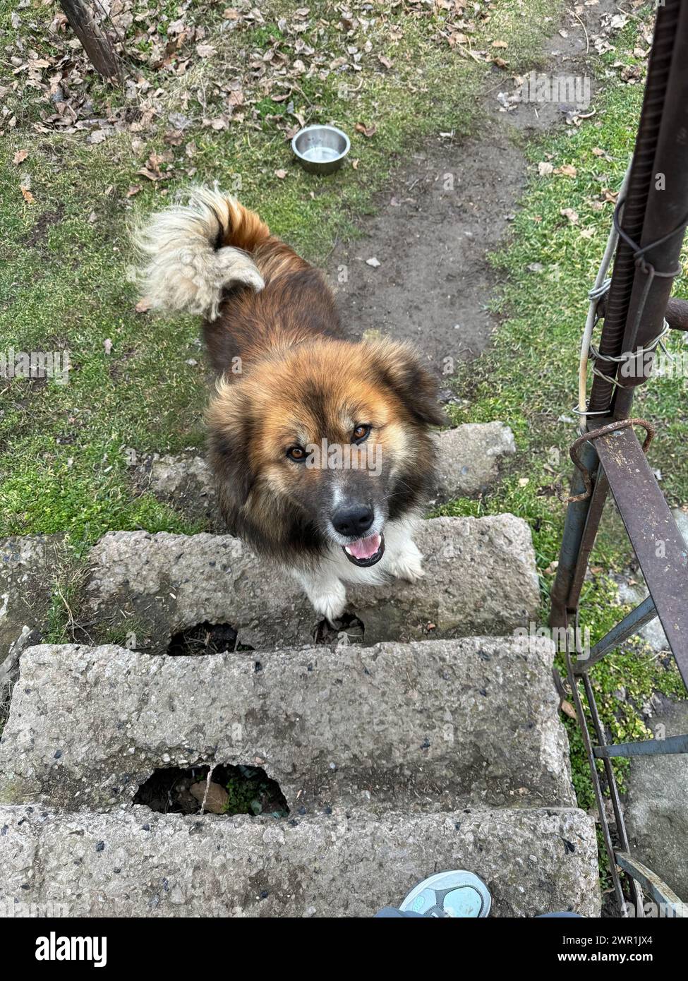 A dog sits on concrete stairs with its paws hanging over the edge Stock ...
