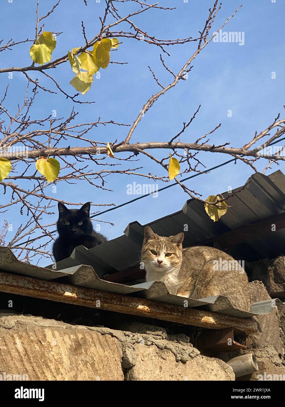 Kitten rooftop hi-res stock photography and images - Alamy