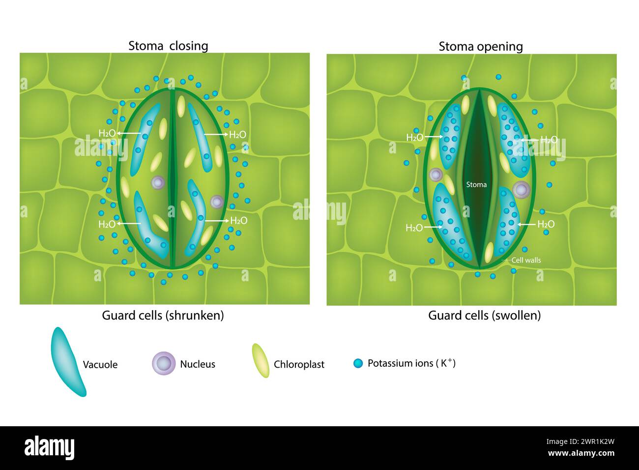 Guard cells swollen and Guard cells shrunken. Stoma closing and Stoma ...