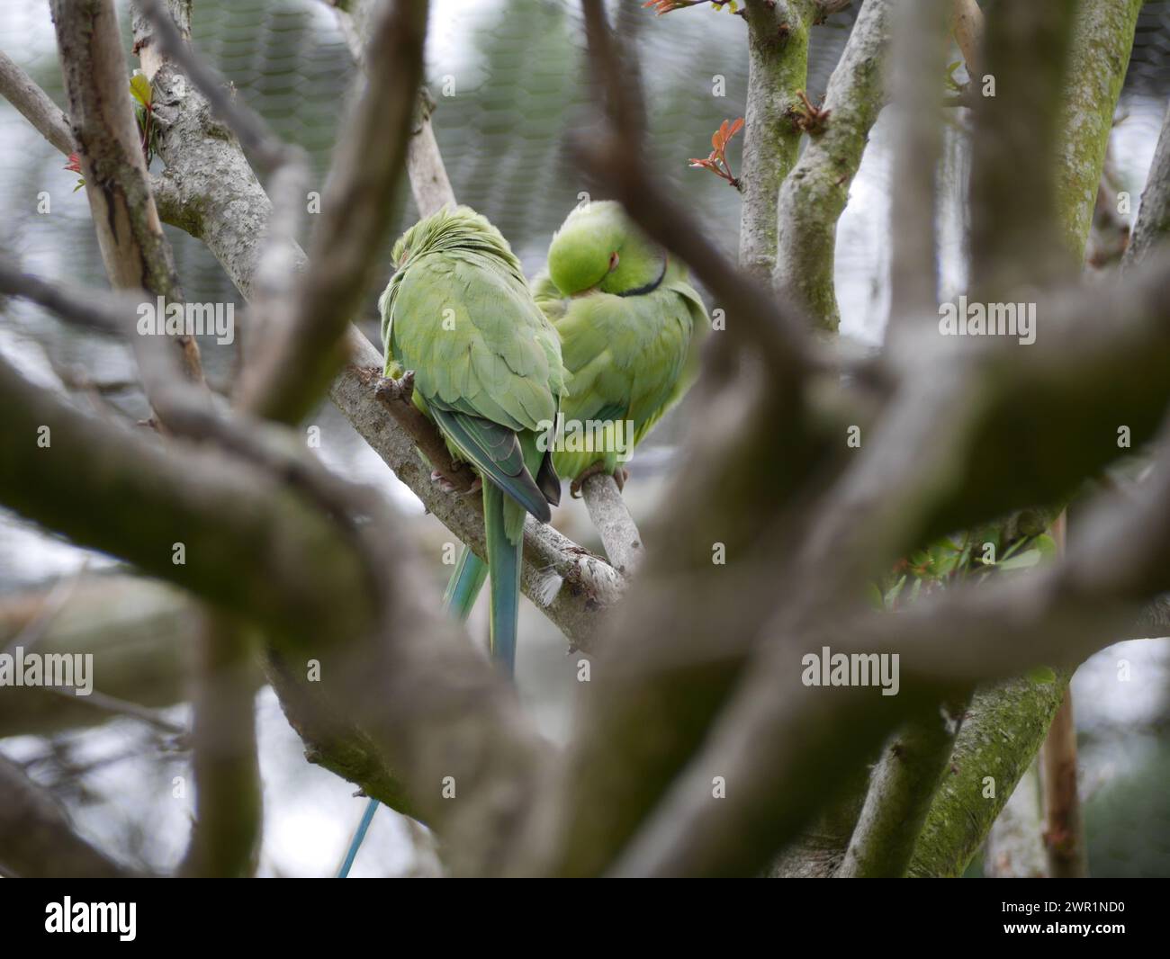 Two birds sleeping on a tree Stock Photo - Alamy