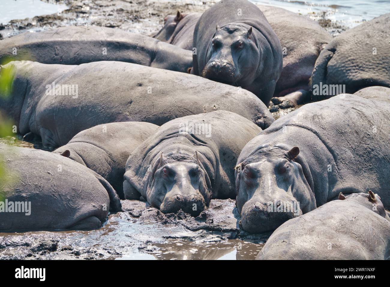 Hippo lying hi-res stock photography and images - Alamy
