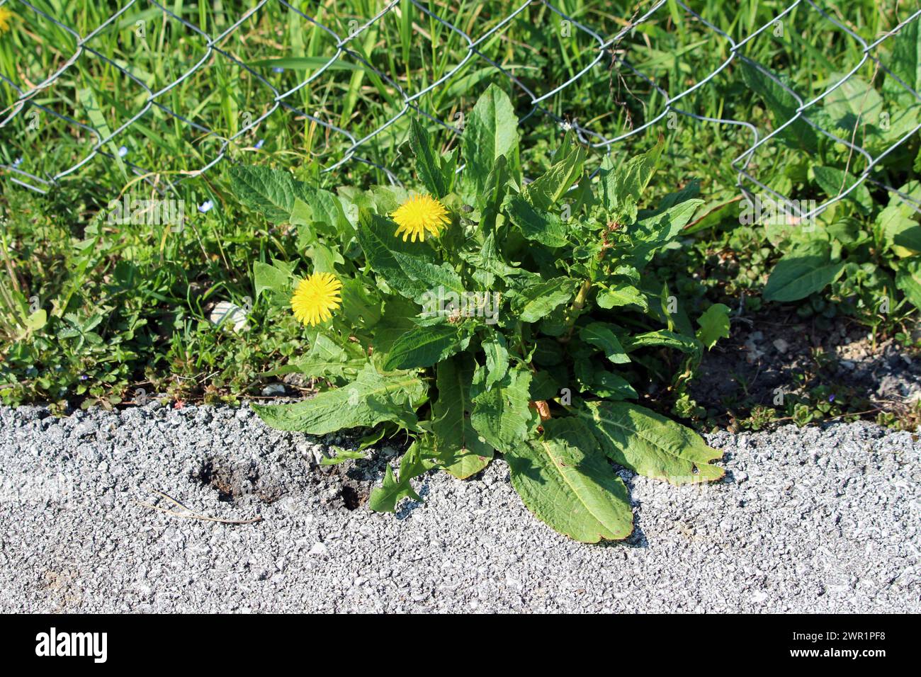Specialized flowers hi-res stock photography and images - Alamy