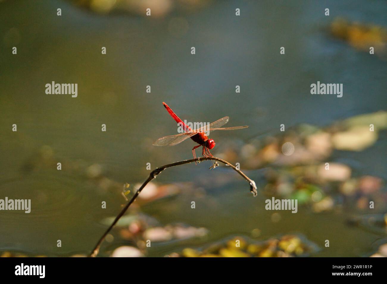 A red dragonfly sitting on a reed branch above a pool of still water ...