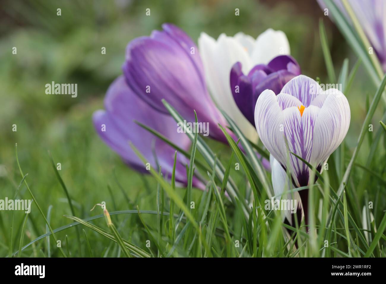 Group of crosuses hi-res stock photography and images - Alamy