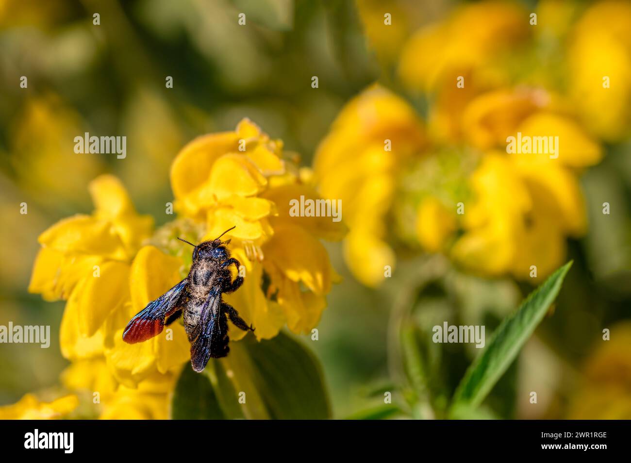 bee on yellow flower. One Xylocopa violacea on Phlomis fruticosain ...