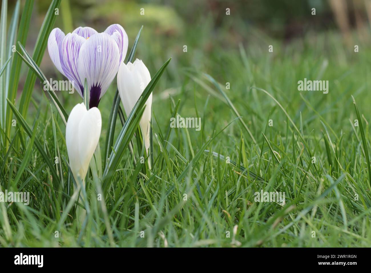 beautiful spring crocuses sprouting in a lawn, view from the side, copy ...