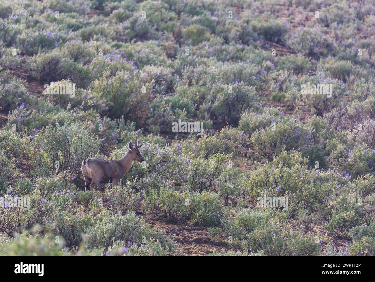 White-tailed Deer - Odocoileus virginianus, common wild ungulate from ...