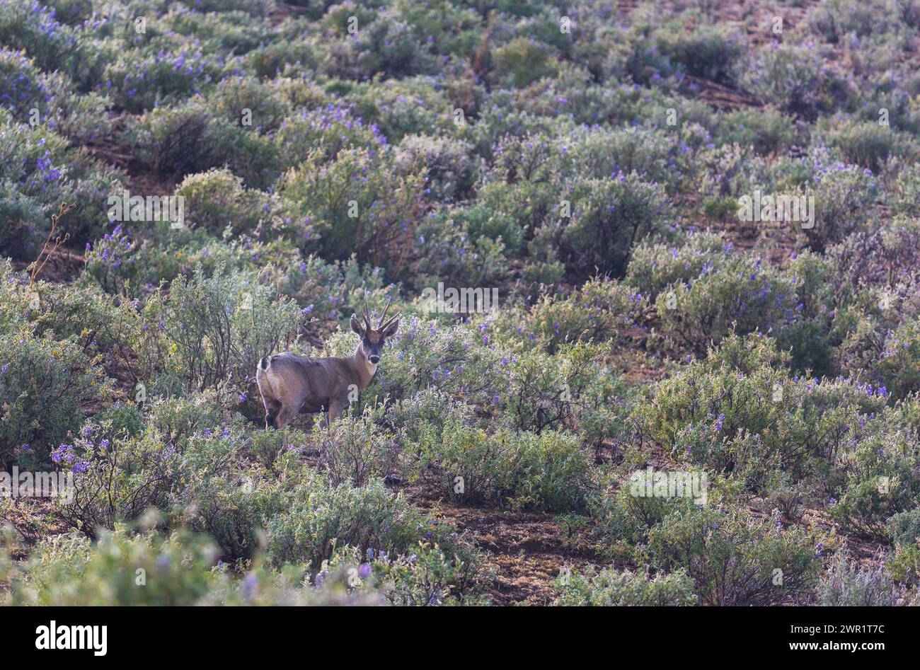 White-tailed Deer - Odocoileus virginianus, common wild ungulate from ...