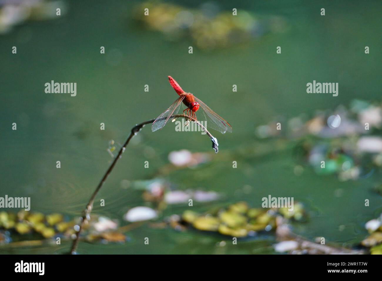 A red dragonfly sitting on a reed branch above a pool of still water ...