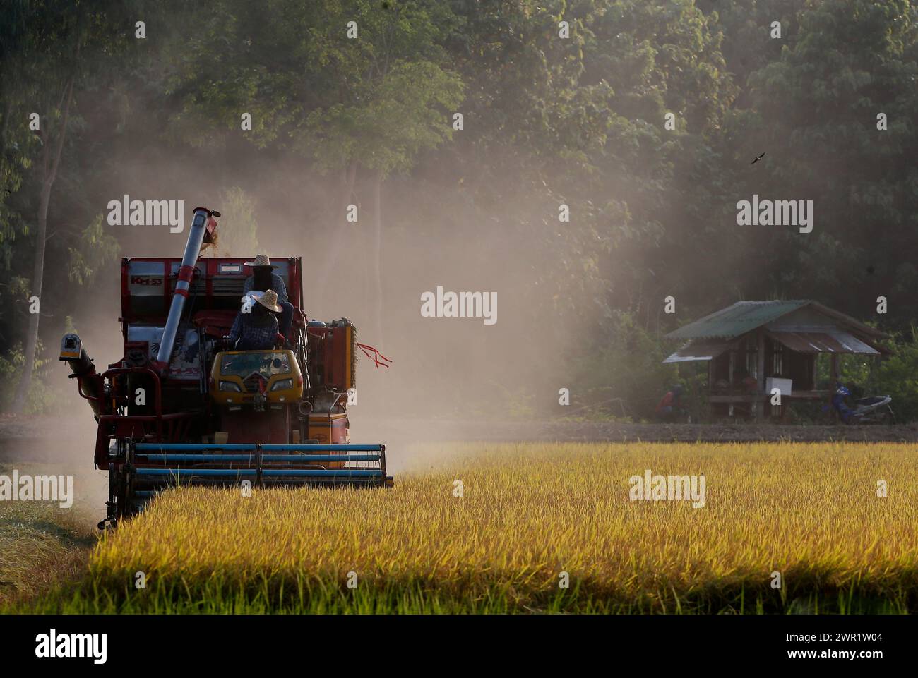 A combine harvester seen harvesting a rice field in Nakhon Sawan ...