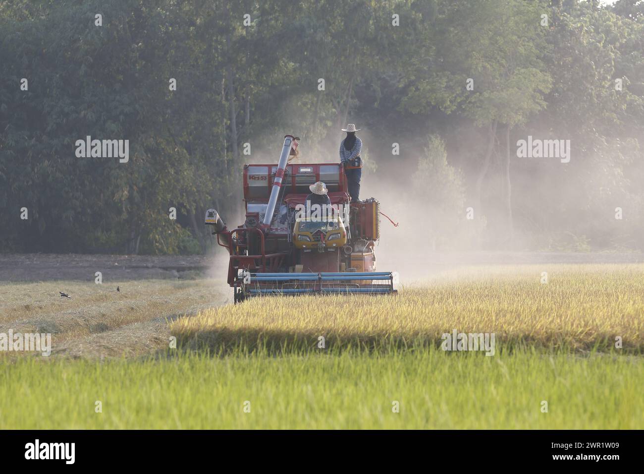 A combine harvester seen harvesting a rice field in Nakhon Sawan ...