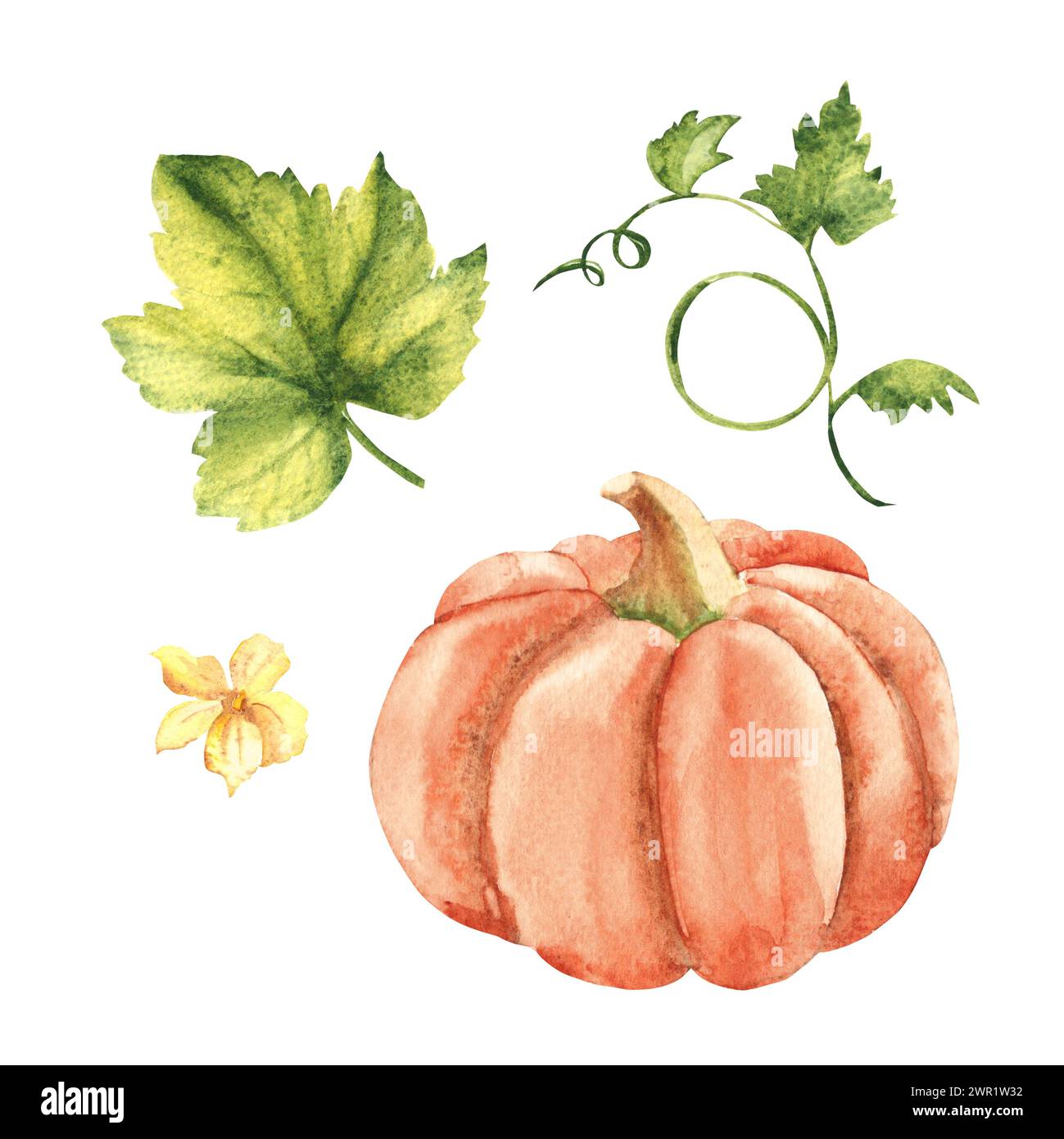 Pumpkin plant with leaves and flowers. Hand drawn botanical watercolor ...