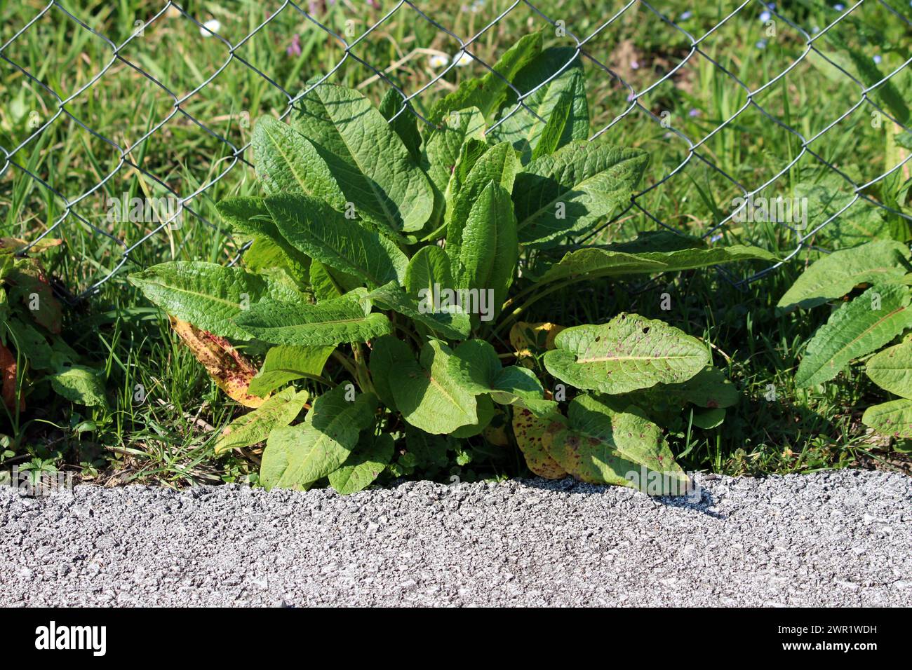 Fleshy lance shaped leaves hi-res stock photography and images - Alamy