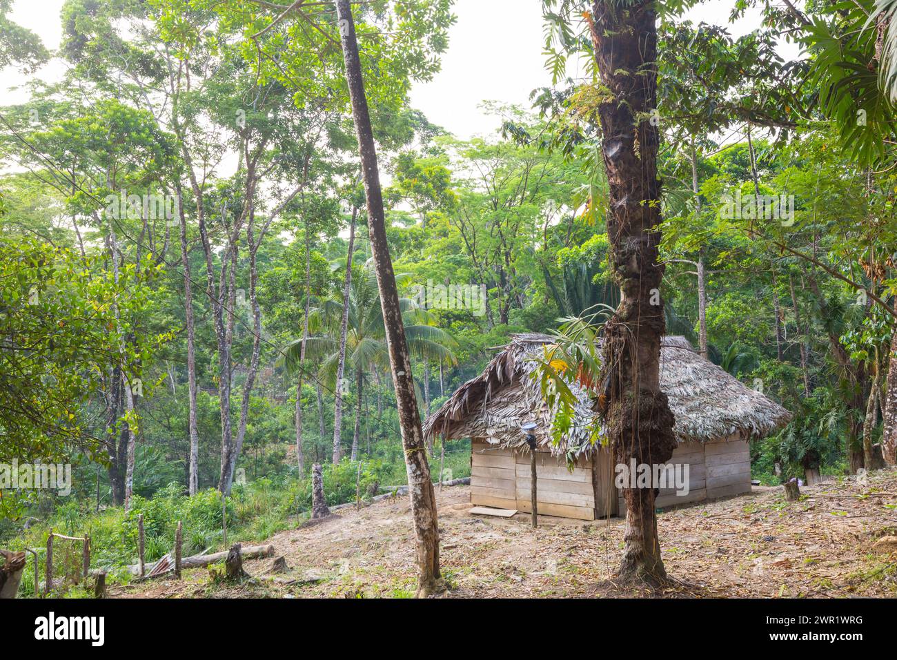 Rural house in Belize jungle Stock Photo - Alamy