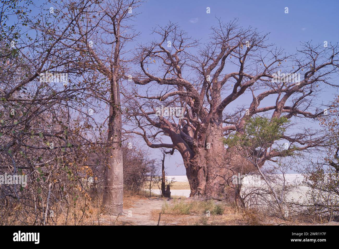 Baobab trees in Africa. Wide base and compact top shown in winter ...