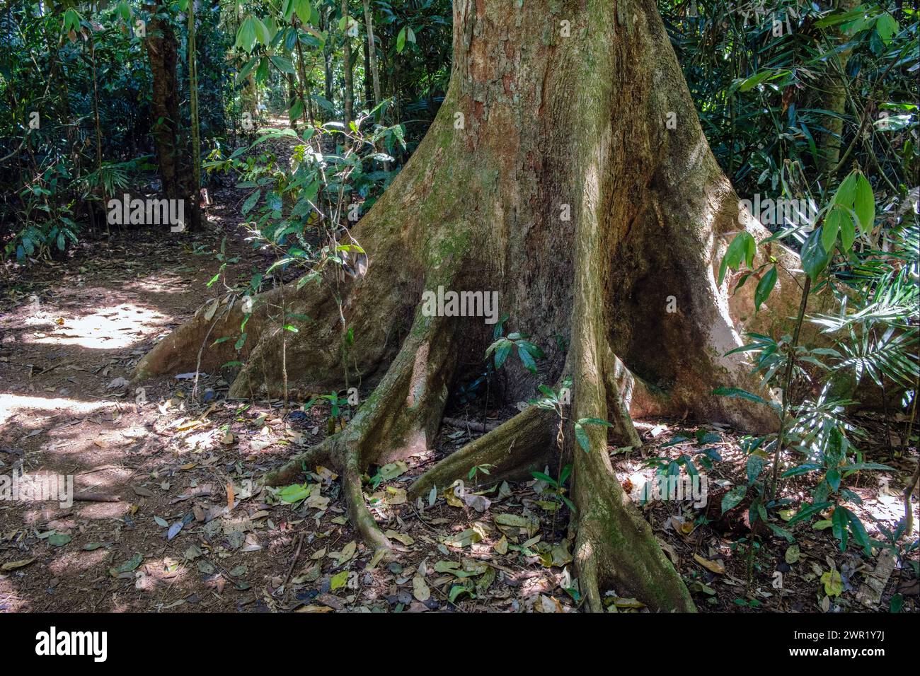 Buttress roots of a rainforest tree, Tutamonlin Birrar walking track ...