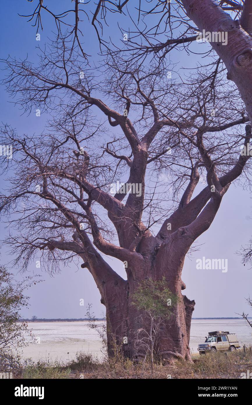 Baobab trees in Africa. Wide base and compact top shown in winter ...