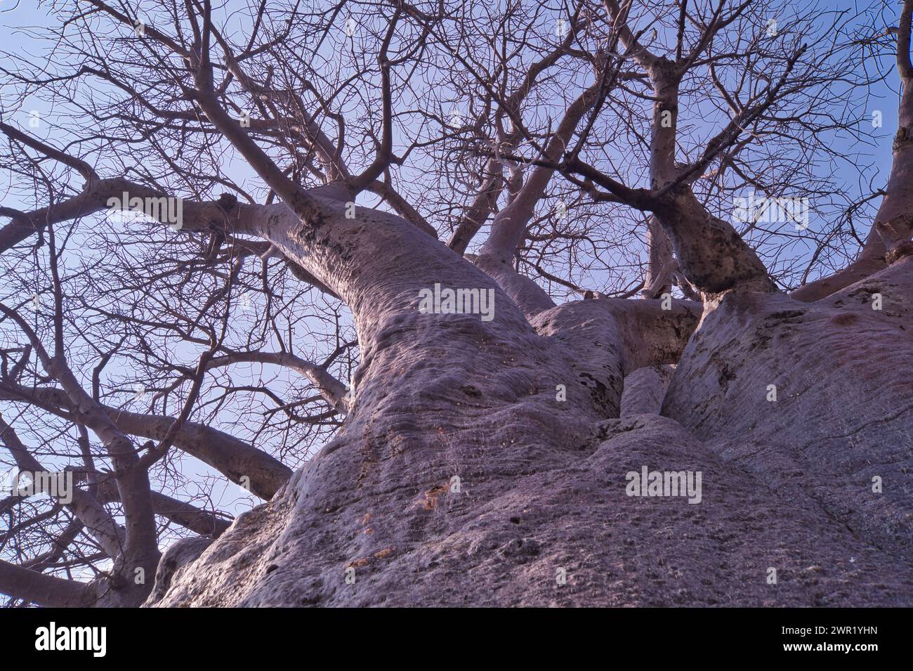 Baobab tree fruit hi-res stock photography and images - Alamy