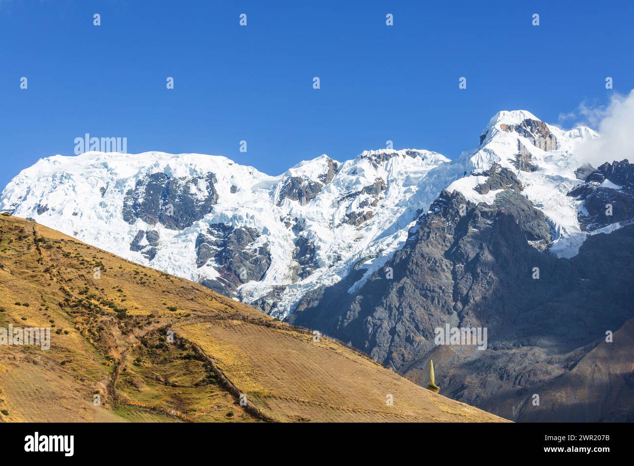 Puya Raimondii Plants high up in the Peruvian Andes, South America ...