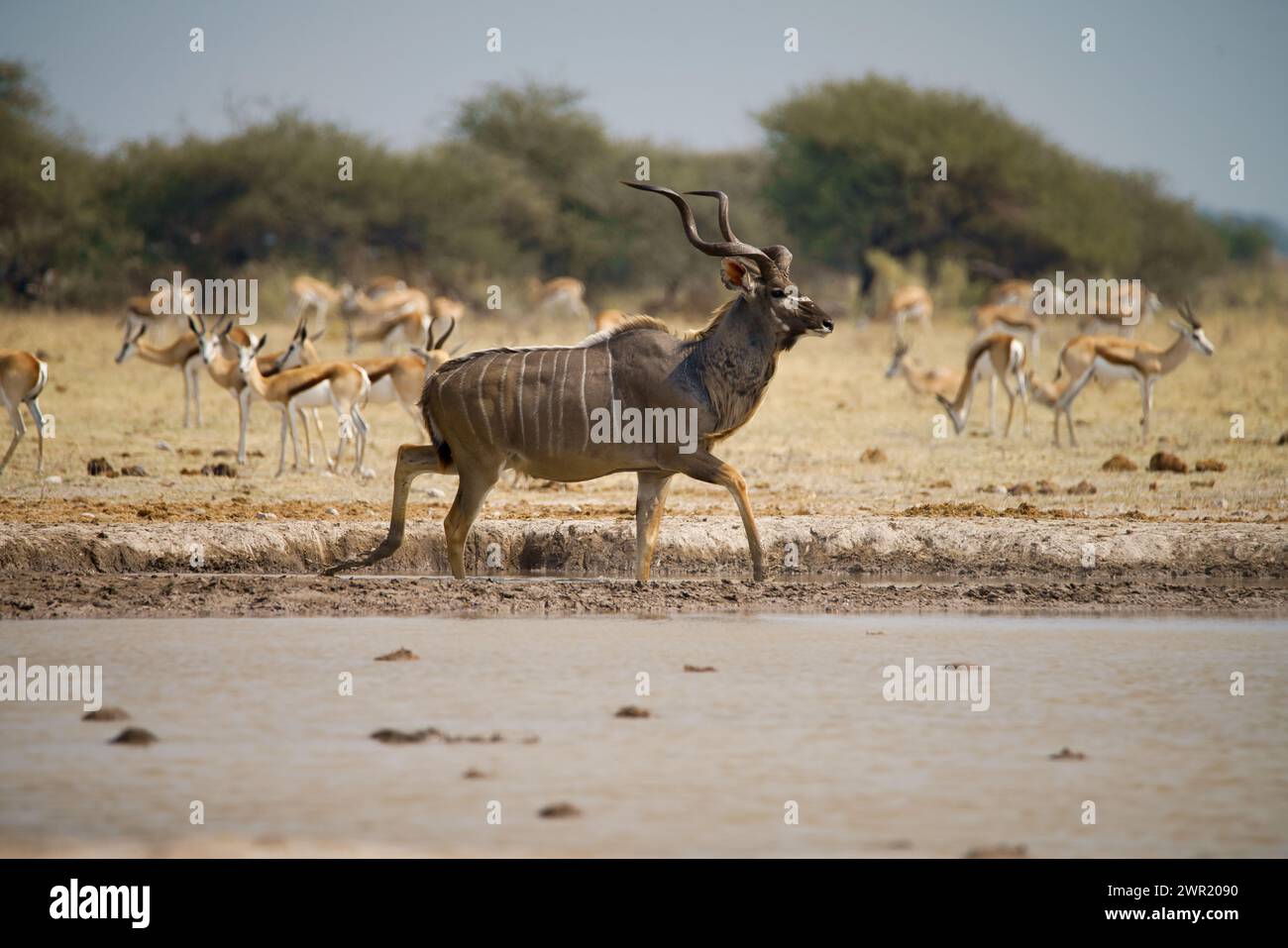 Lesser kudu calf hi-res stock photography and images - Alamy