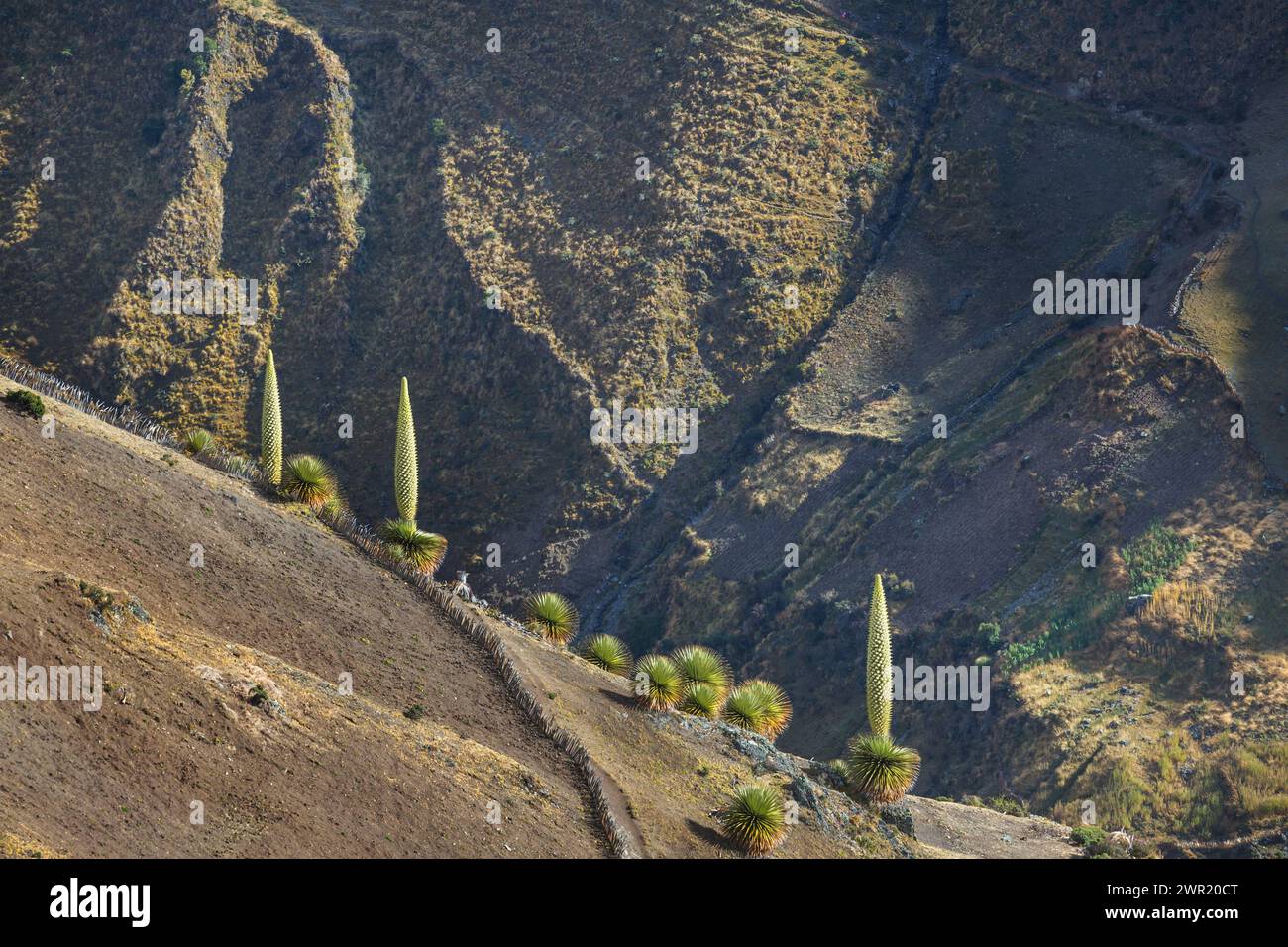 Puya Raimondii Plants high up in the Peruvian Andes, South America ...