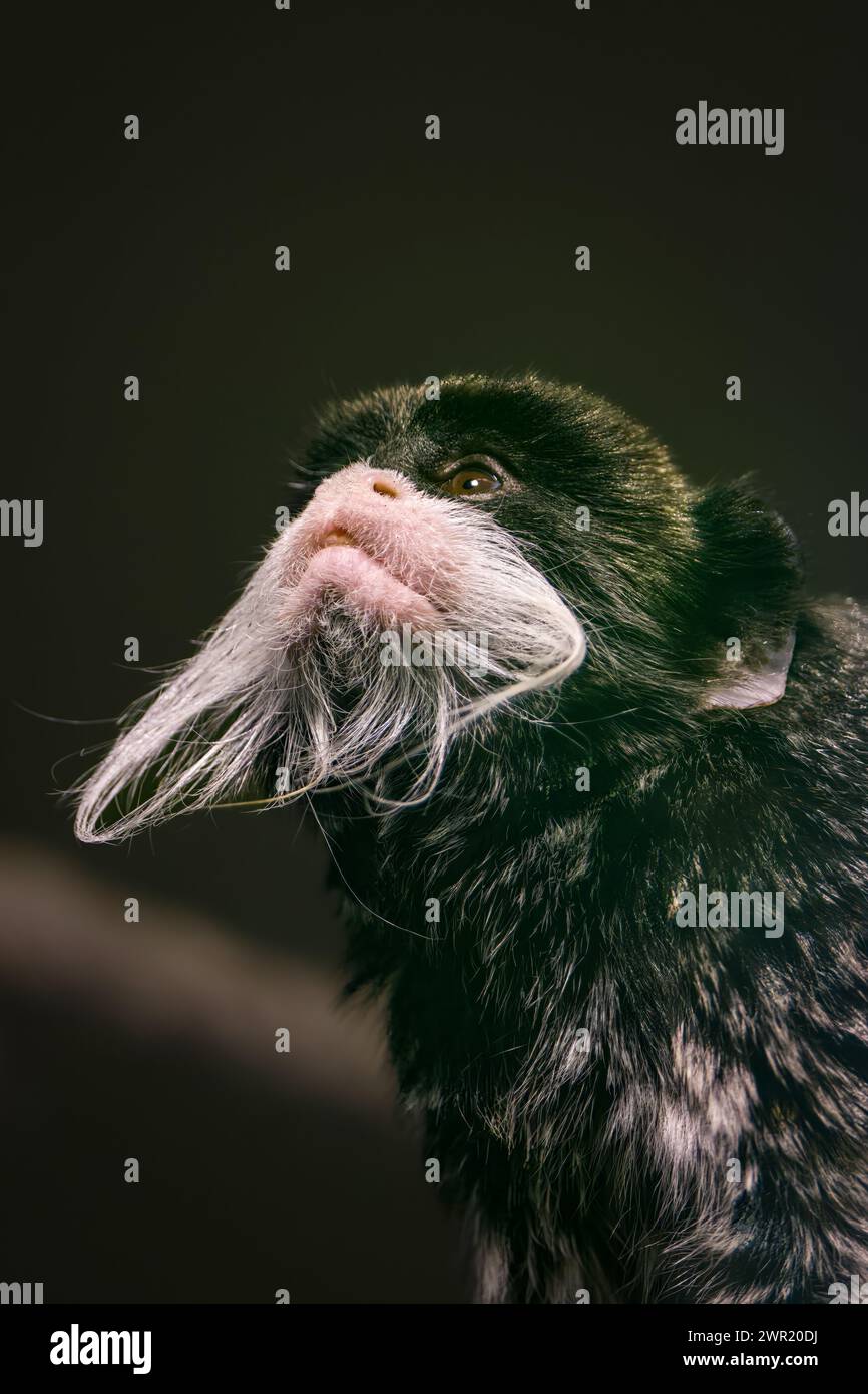 Distinctive facial features hi-res stock photography and images - Alamy