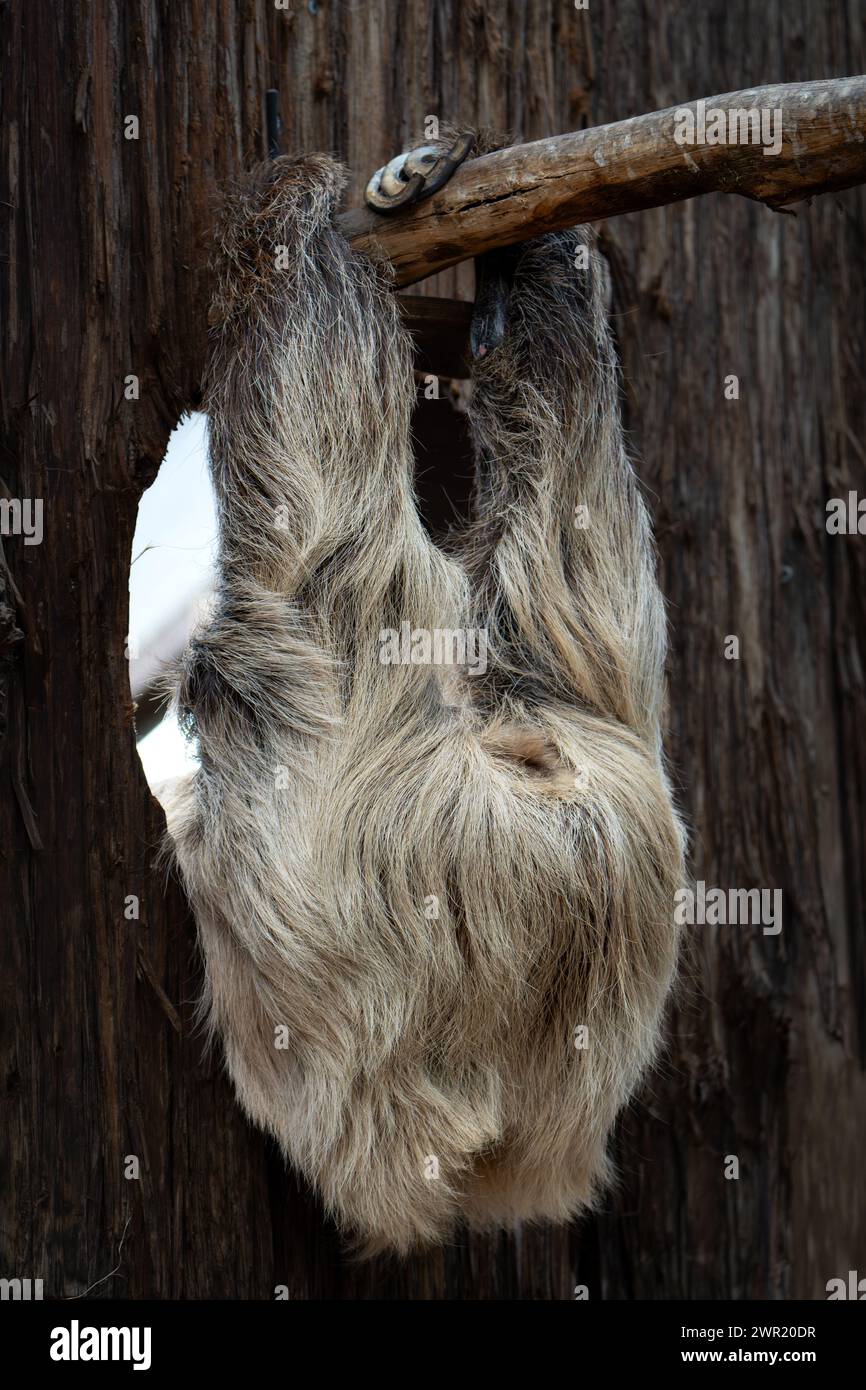 A sloth hanging upside down on a tree branch, captured on film Stock ...