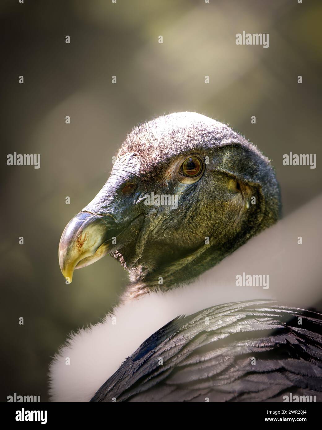 A Close-up of an Andean condor head and beak on a tree branch Stock ...
