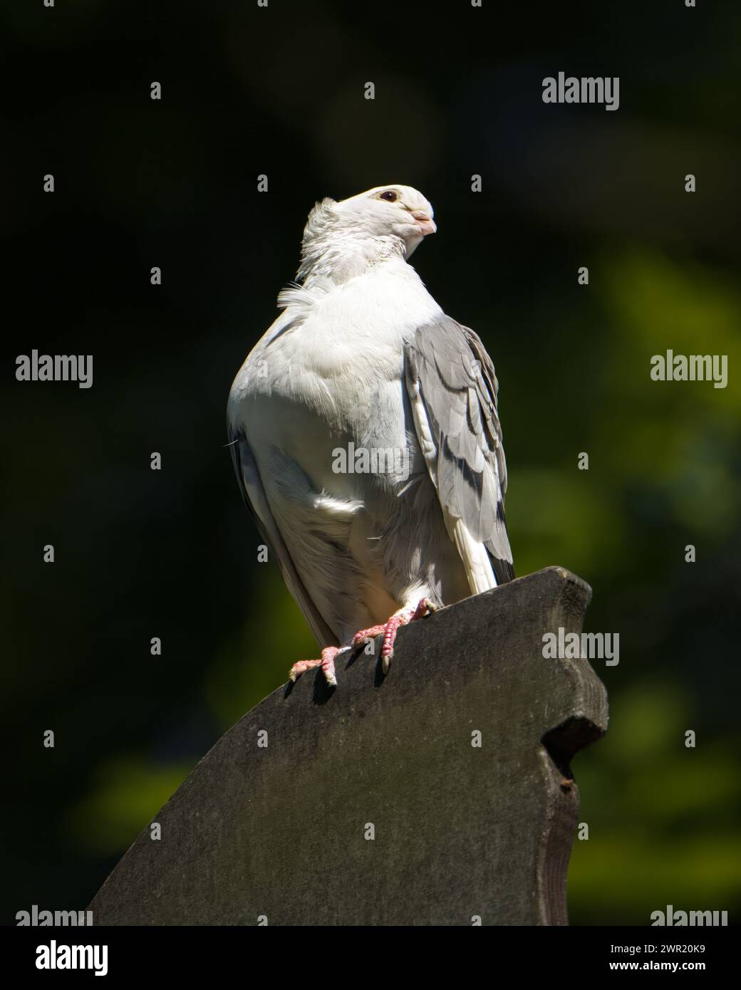 Pigeon concrete hi-res stock photography and images - Alamy