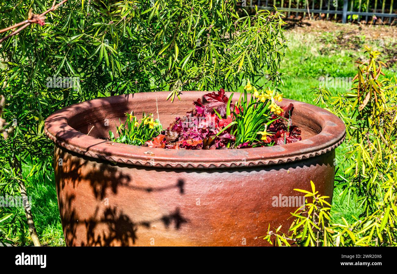 spring flowers grow in a giant clay flower post in a garden in Seatac ...