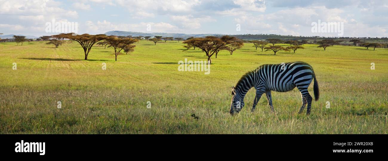 African plains zebras on the dry brown savannah grasslands browsing and ...