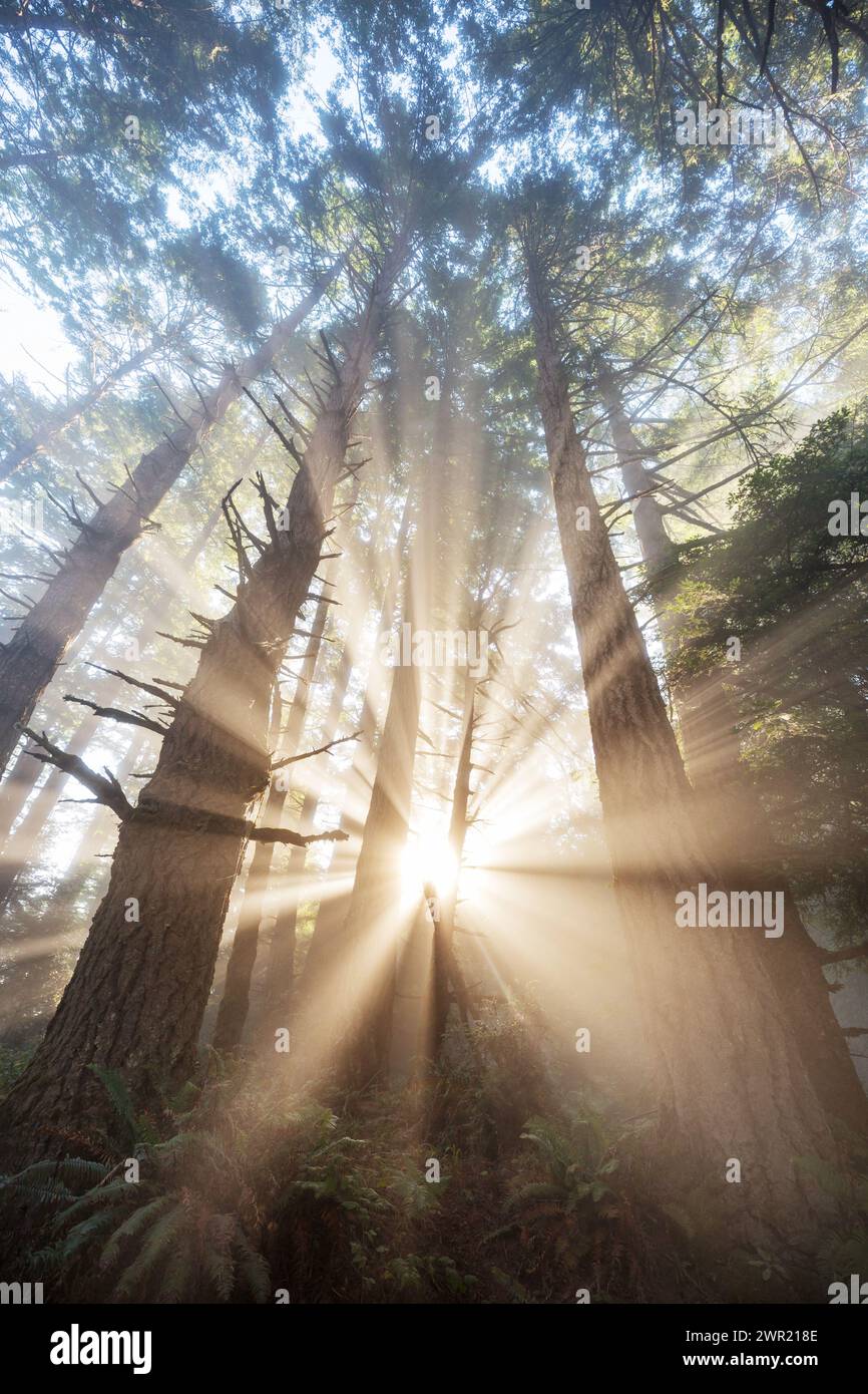 Sunny beams in forest at sunrise Stock Photo - Alamy